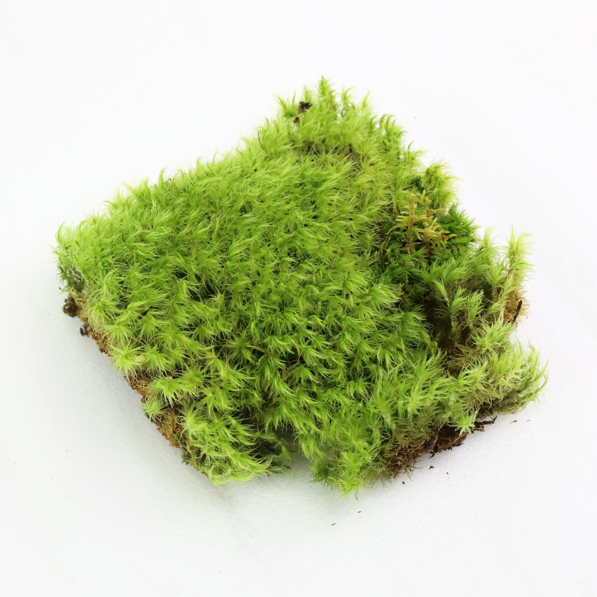 Live Moss for Landscaping - Mood Moss - (Dicranum) / sq ft – Landscape ...