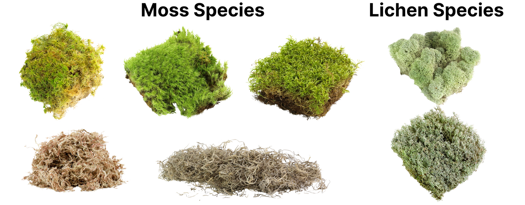 Bulk Landscape Moss – Premium Live Moss for Landscaping & Gardens ...