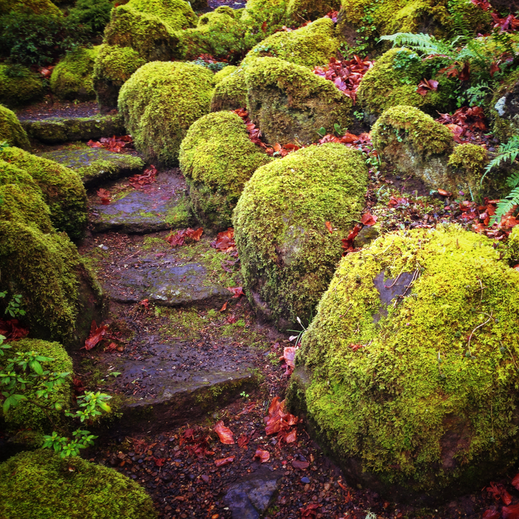 Bulk Landscape Moss – Premium Live Moss for Landscaping & Gardens ...
